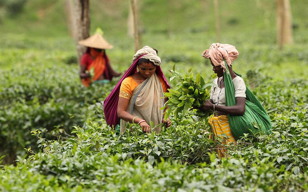 Tea Industry: A Planter’s Perspective- Part II- ‘Tea Estates – Work ...