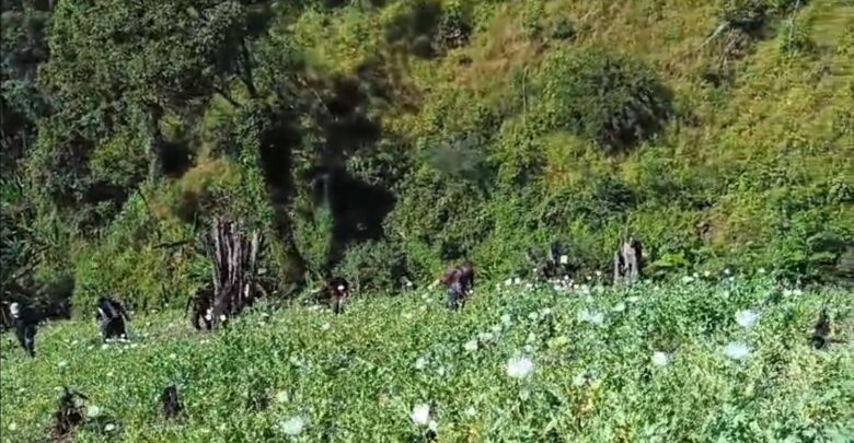 Section of farmers in Manipur try to re-cultivate poppy – Way2Barak